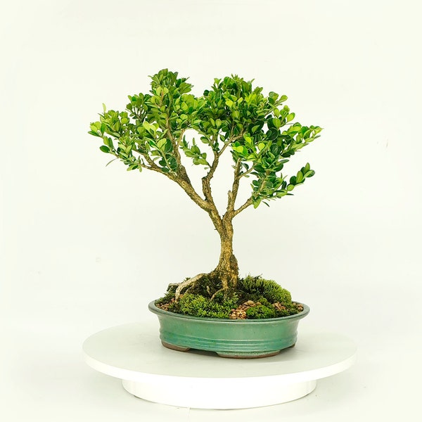 Boxwood Bonsai Tree - Etsy