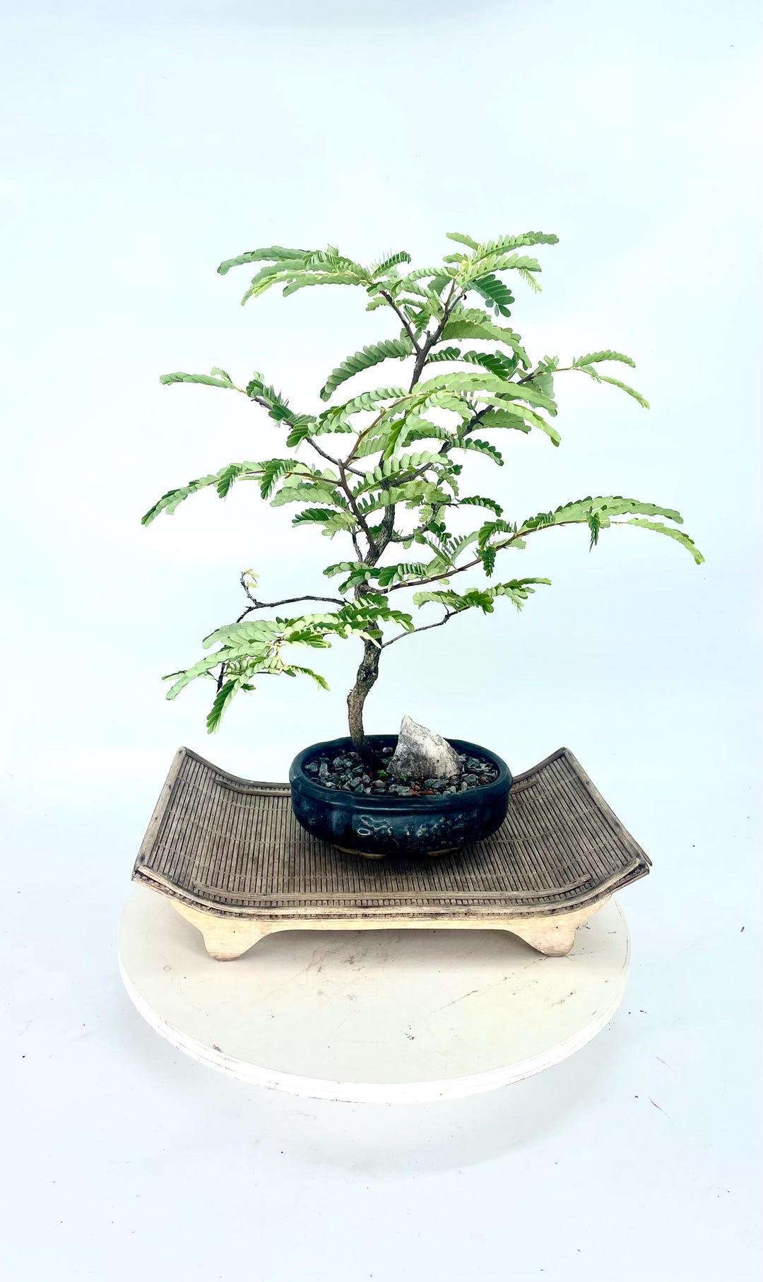 Tamarind Bonsai Tree "relative Scale" Collection From Cute Little ...