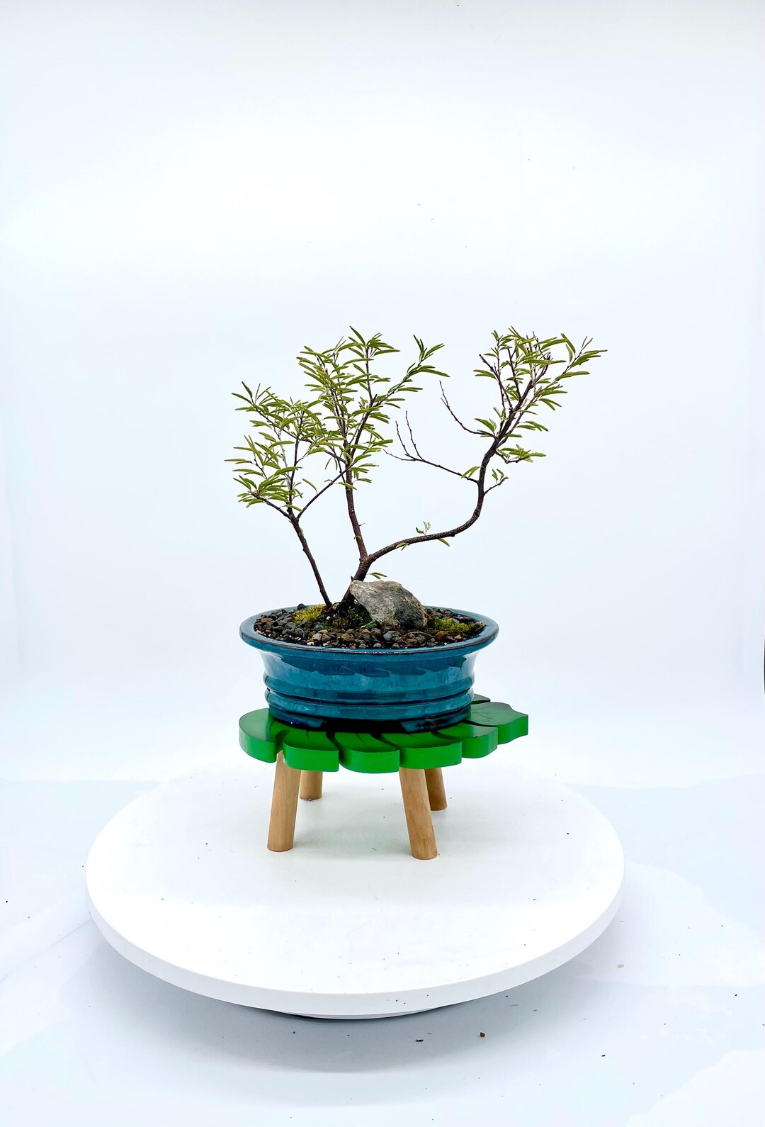 Dwarf Brazilian Powder Puff Bonsai | Twin-trunk Composition in Shohin ...