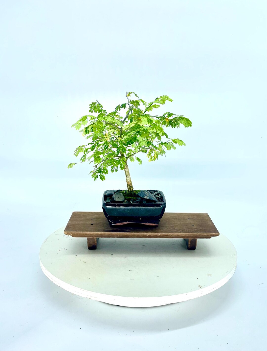 Brazilian Raintree Bonsai Tree inner Feeling Collection From Cute ...