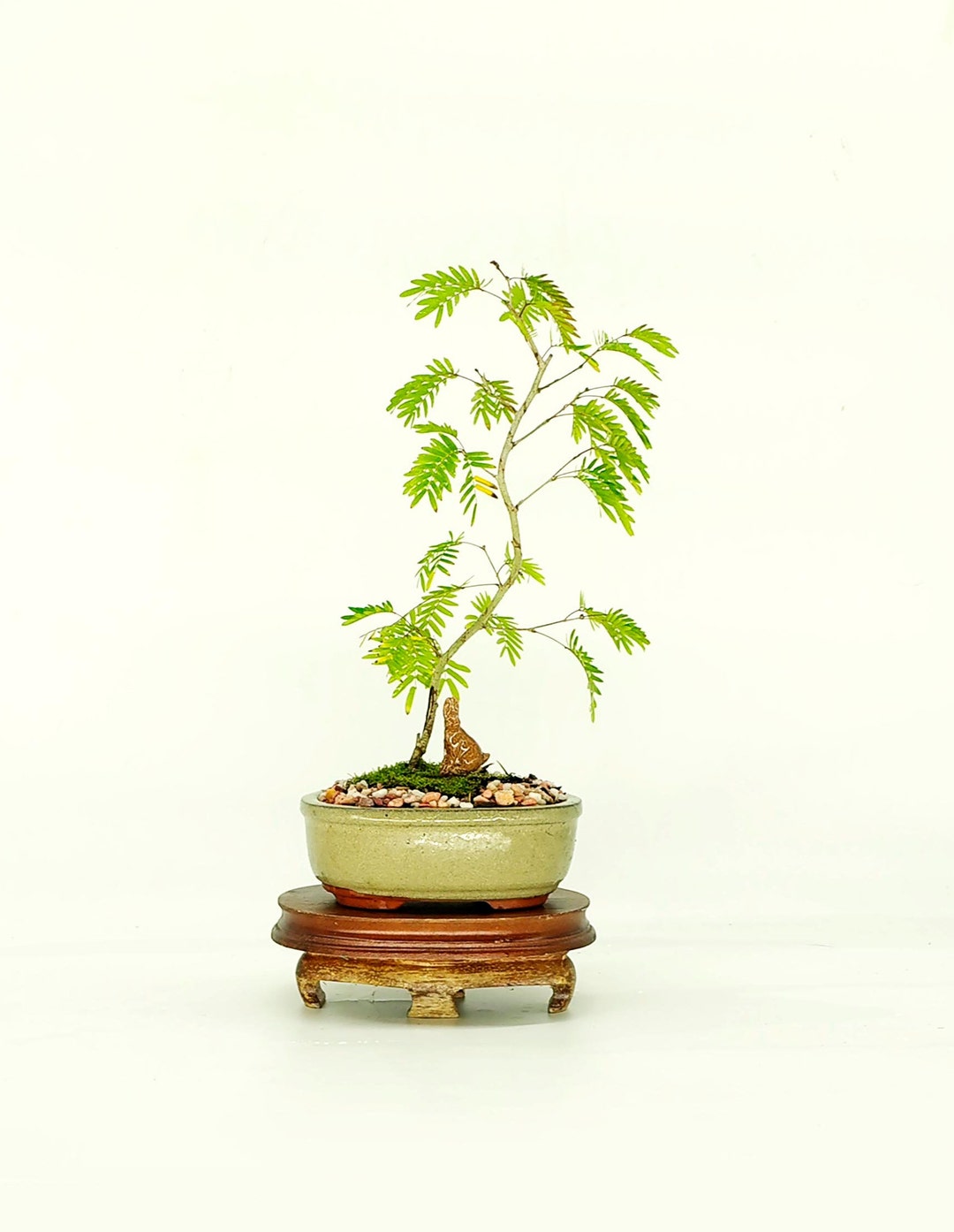 Surinamese Stick Pea Powder Puff Bonsai Tree "new Friend" Collection ...