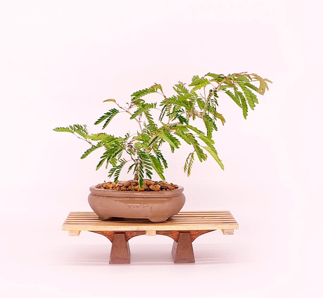 Surinamese Stick Pea Powder Puff Bonsai Tree best Gift Collection From ...