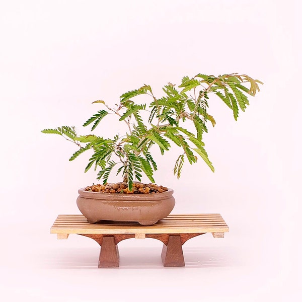 Bonsai Tree Live - Etsy