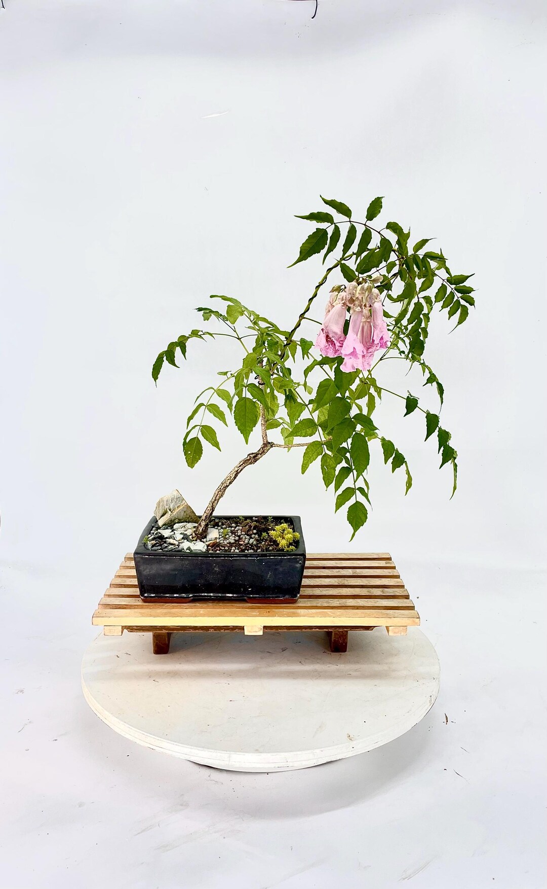 Pink Trumpet Bonsai Tree "inner Feeling" Collection From Cute Little ...