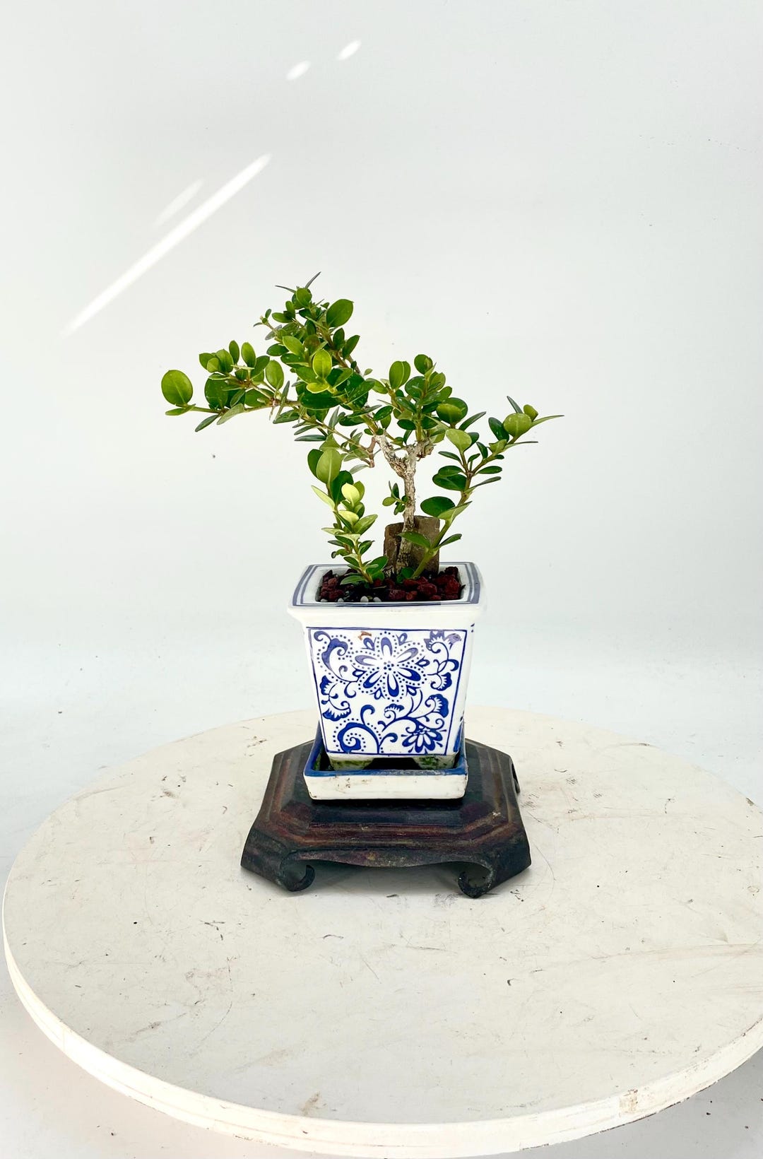 Rare Dwarf Natal Plum Emerald Blanket Bonsai Tree "rare Stock ...