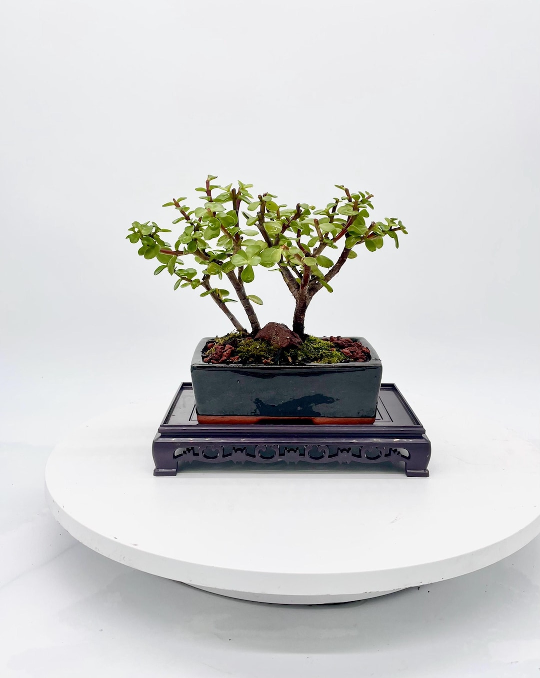 Dwarf Jade Bonsai Tree Compact Succulant Bonsai in Shohin Scale - Etsy