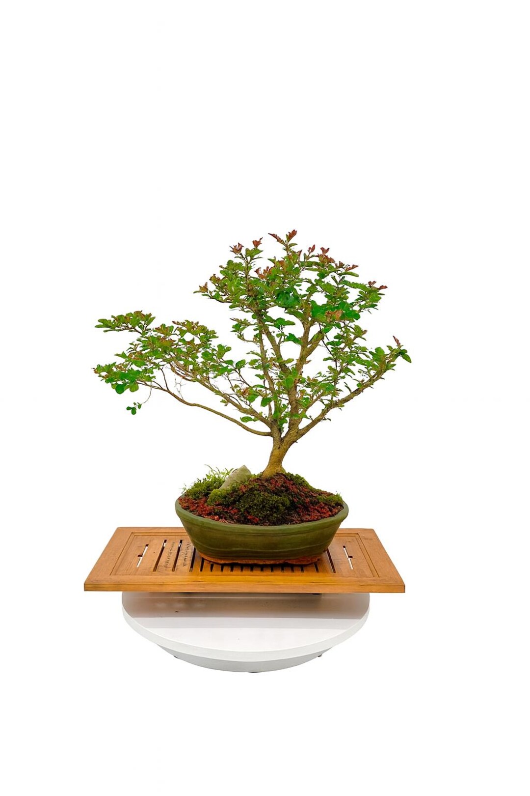 Bellini Strawberry Crape Myrtle Bonsai Tree: Glazed Pot - Etsy