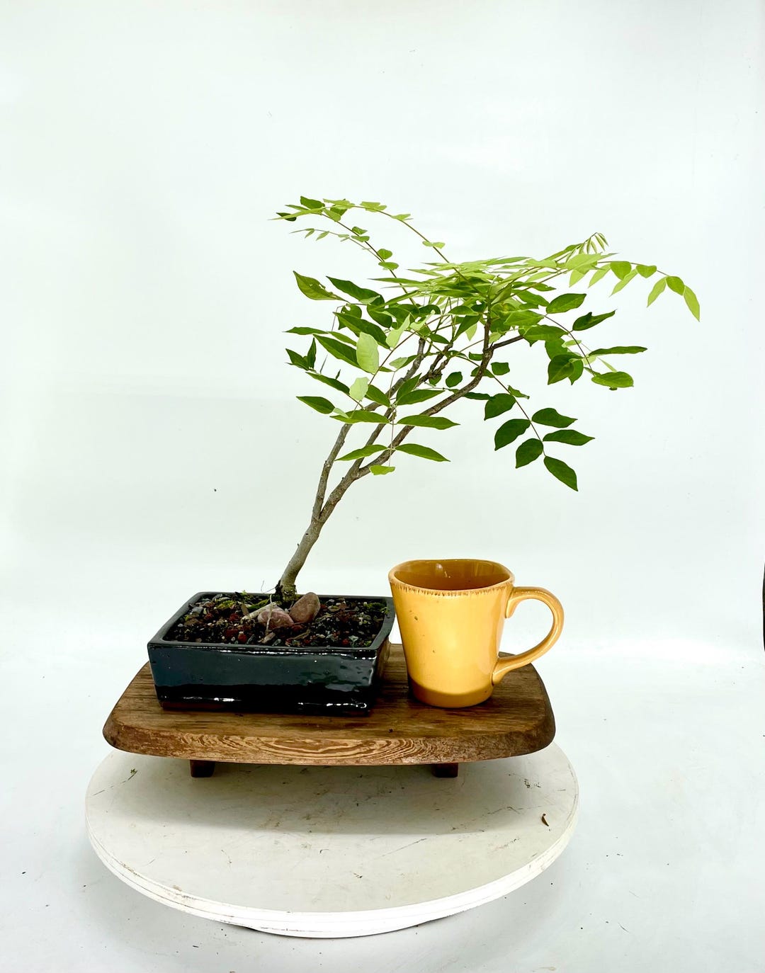Japanese Wisteria Pre Bonsai Tree "bridge to Nature" Collection From ...