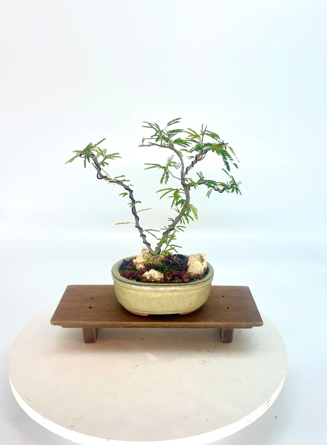 Japanese Powder Puff Bonsai Tree kyoto Zen Collection From Cute Little ...
