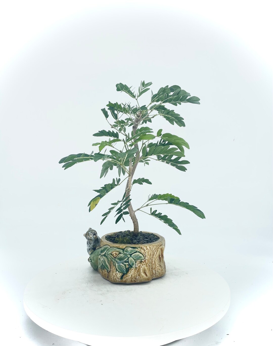 White Powder Puff Bonsai Tree winter Showcase - Etsy
