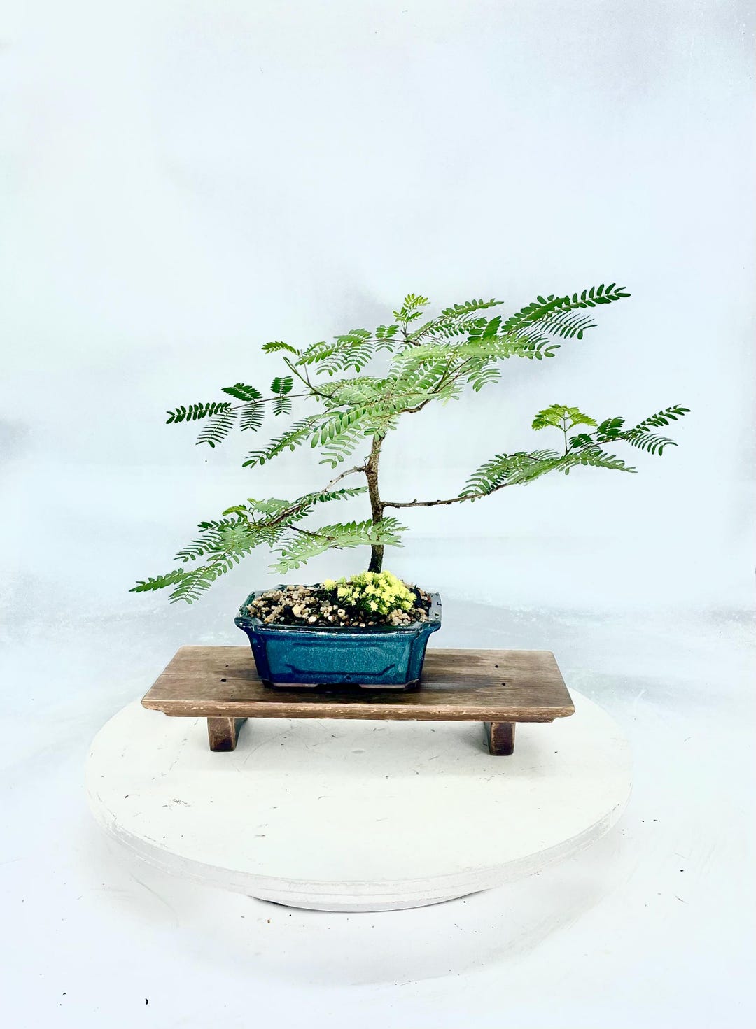 Tropical Mimosa Landscape Composition "emerging Creation" Collection ...
