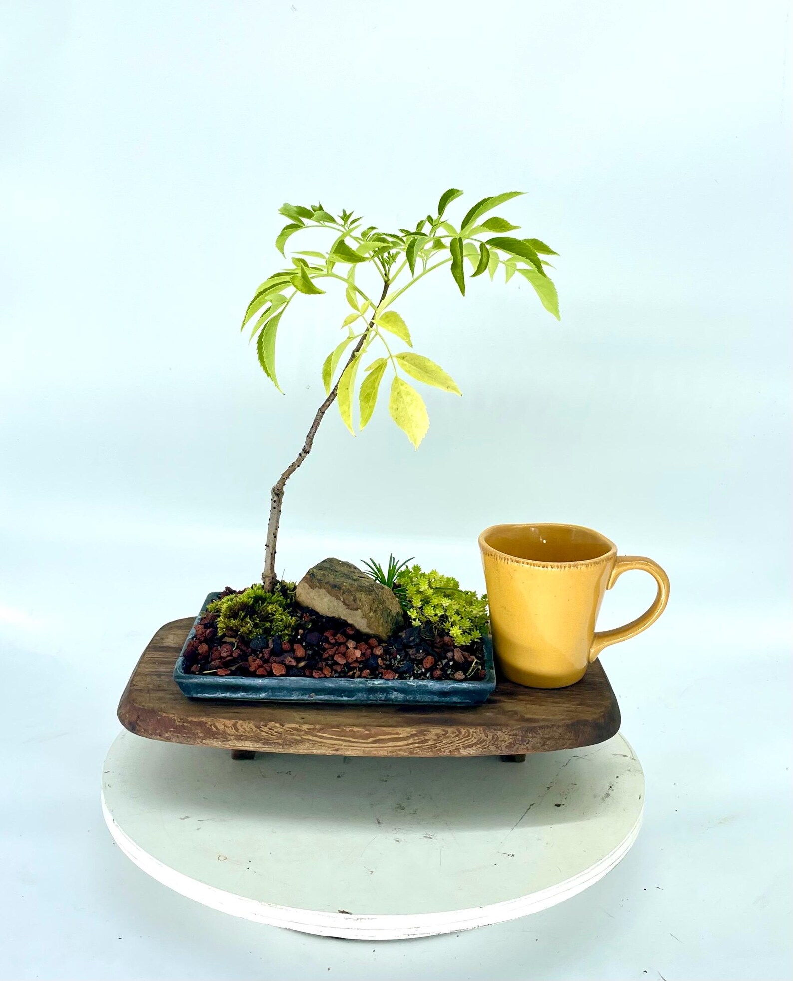 Purple Trumpet Bonsai Tree inner Feeling Collection From Cute Little ...