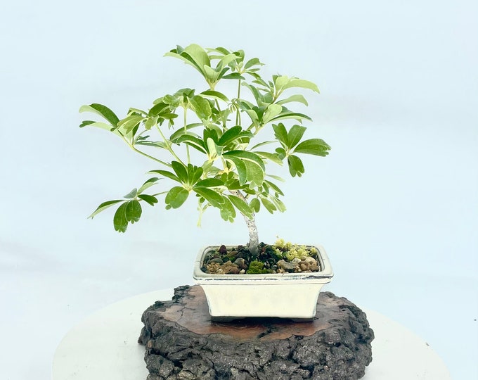 Dwarf Schefflera Bonsai Tree "air Freshener" Collection From Cute Little Bonsai, Compact ...