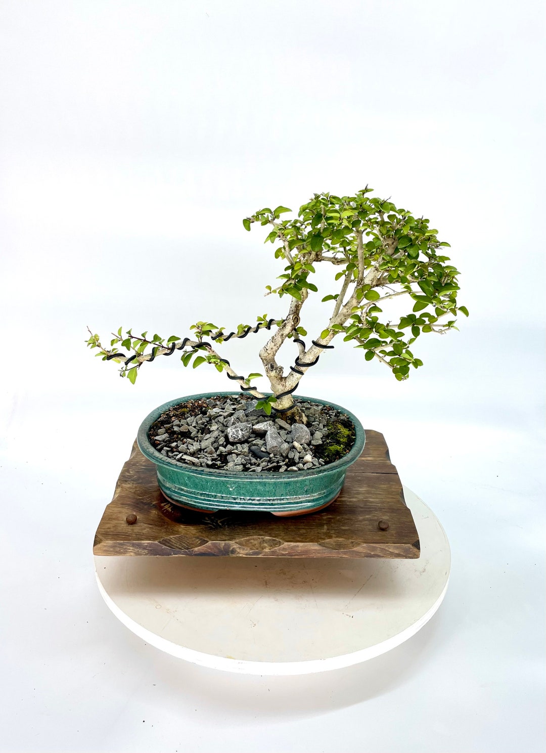 Parrots Beak Bonsai Tree bridge to Nature Collection From Cute Little ...