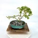 Parrots Beak Bonsai Tree bridge to Nature Collection From Cute Little ...