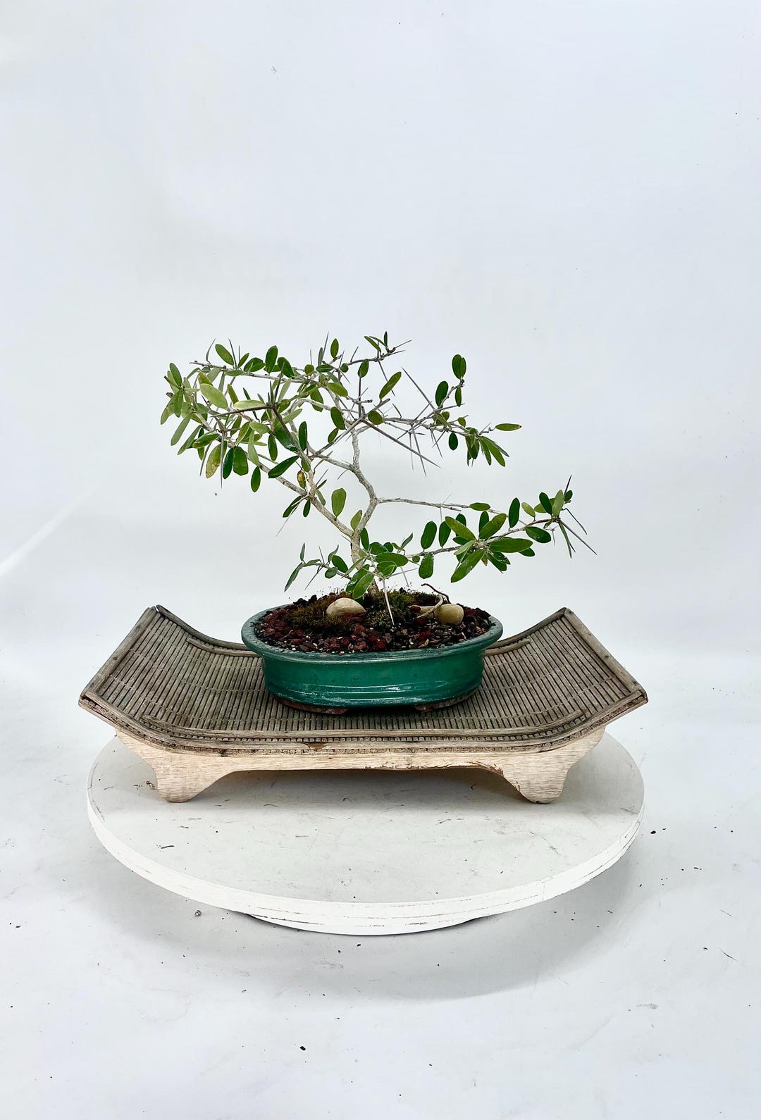 Vietnamese Desmodium Bonsai Tree "my Favorite Pet" Collection From ...