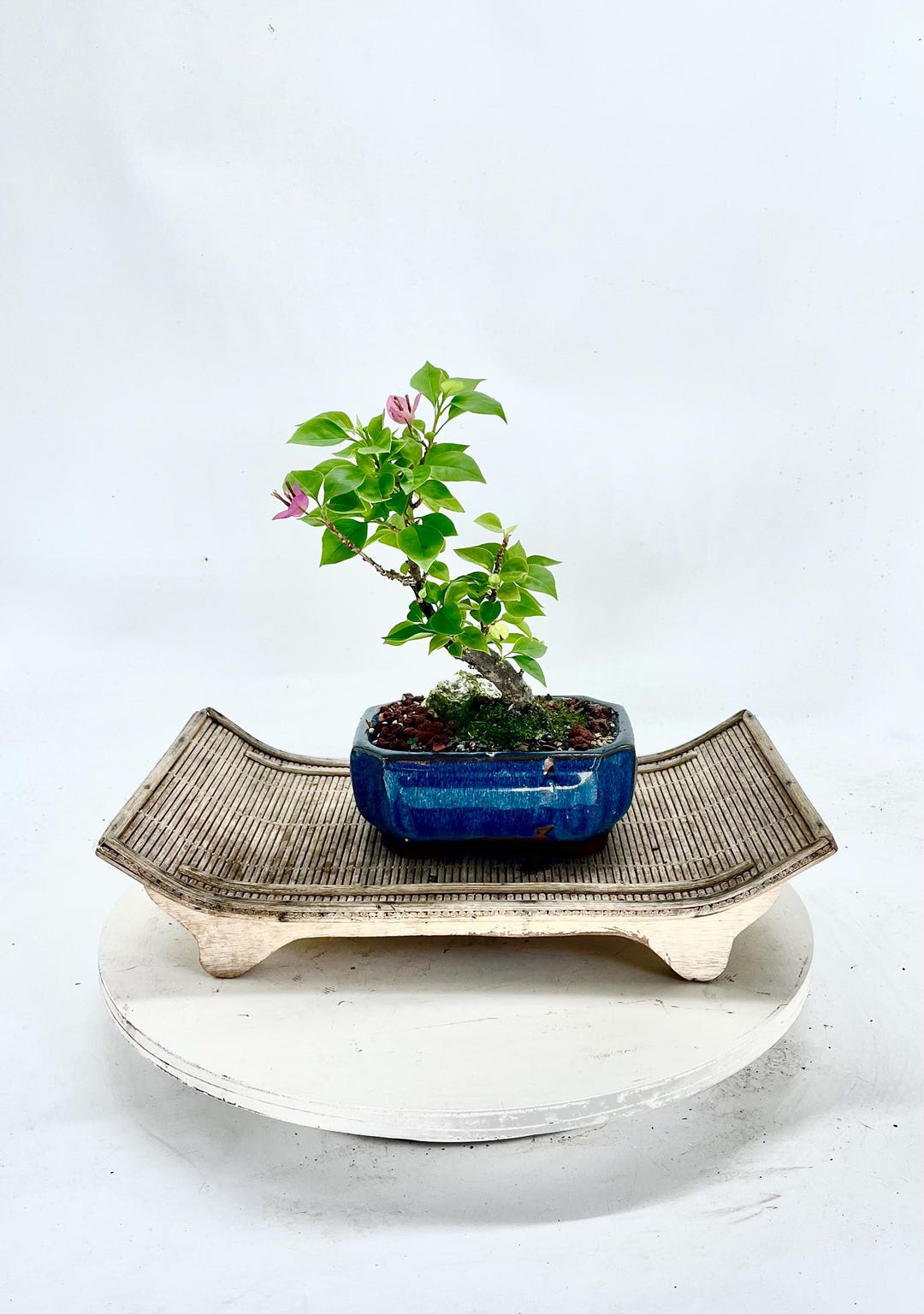 Dwarf Pixie Bougainvillea Bonsai Tree "my Little Tenant" Collection ...