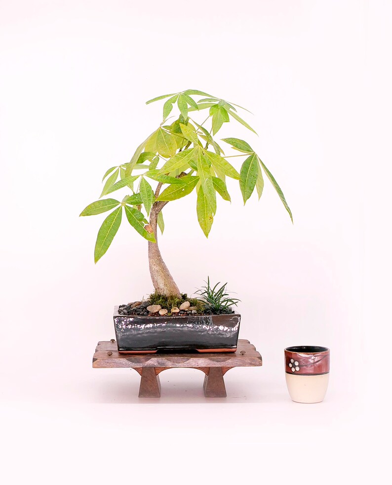 Money Tree Bonsai Tree exotics Collection From - Etsy