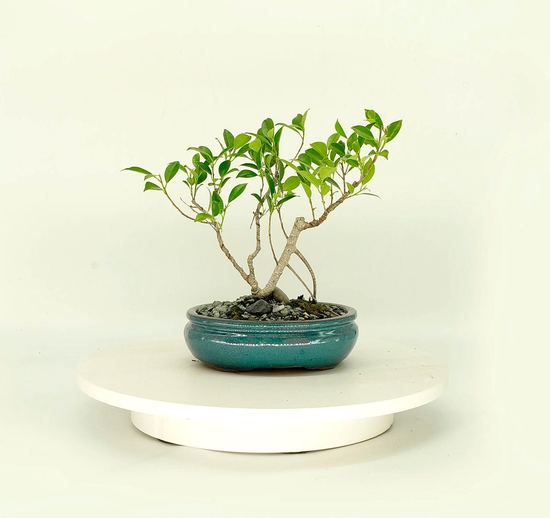Tiger Bark Fig Bonsai Tree pleasure and Joy Collection From Cute Little ...