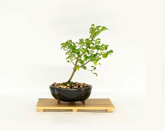 Curly Bonsai - Etsy