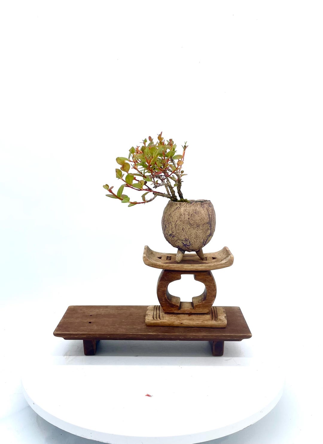 Dwarf Natal Plum Bonsai Tree: Emerald Blanket, Rare Stock - Etsy