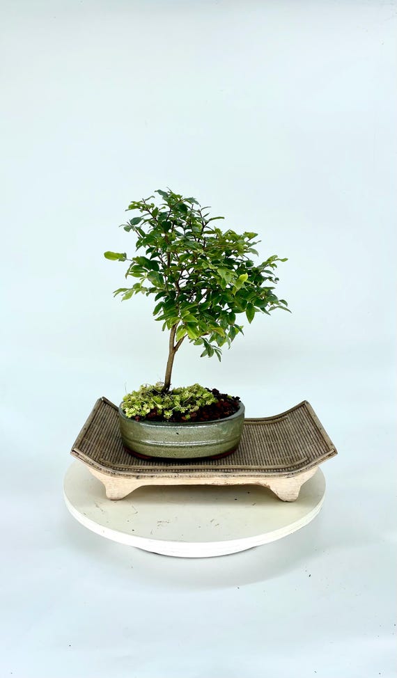 Bonsai Size Classification Chart and Guide