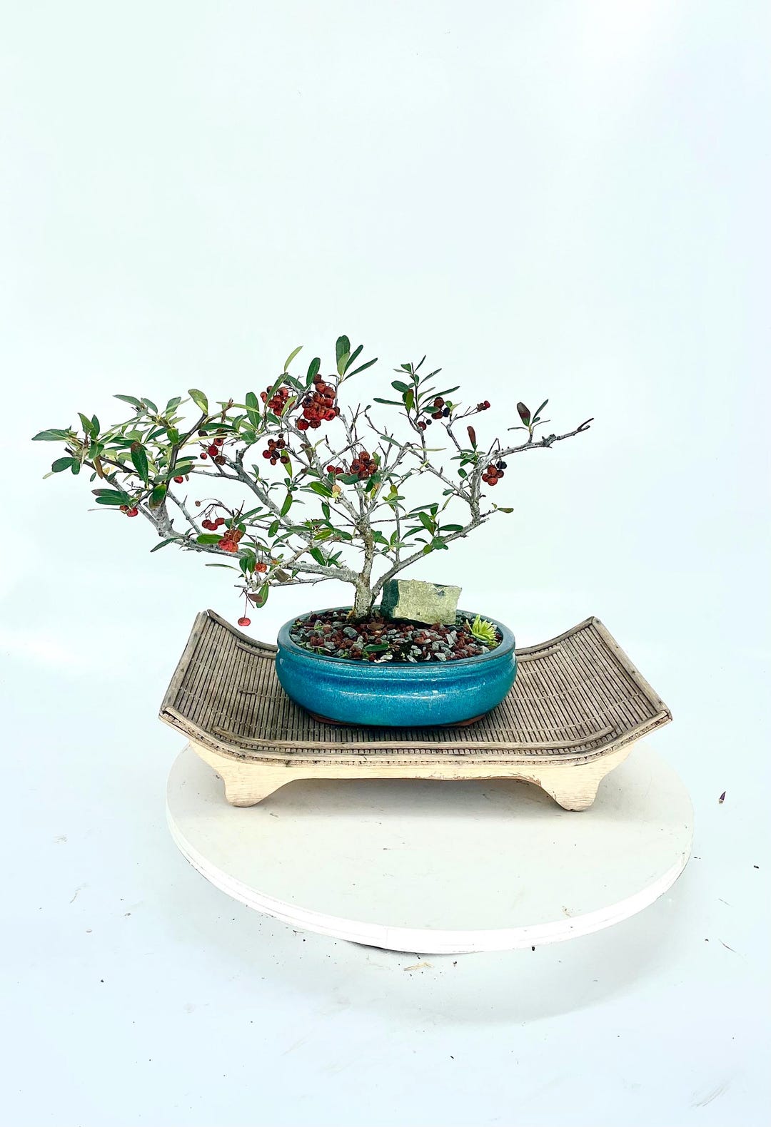 Firethorn Bonsai Tree "pleasure and Joy" Collection From Cute Little ...