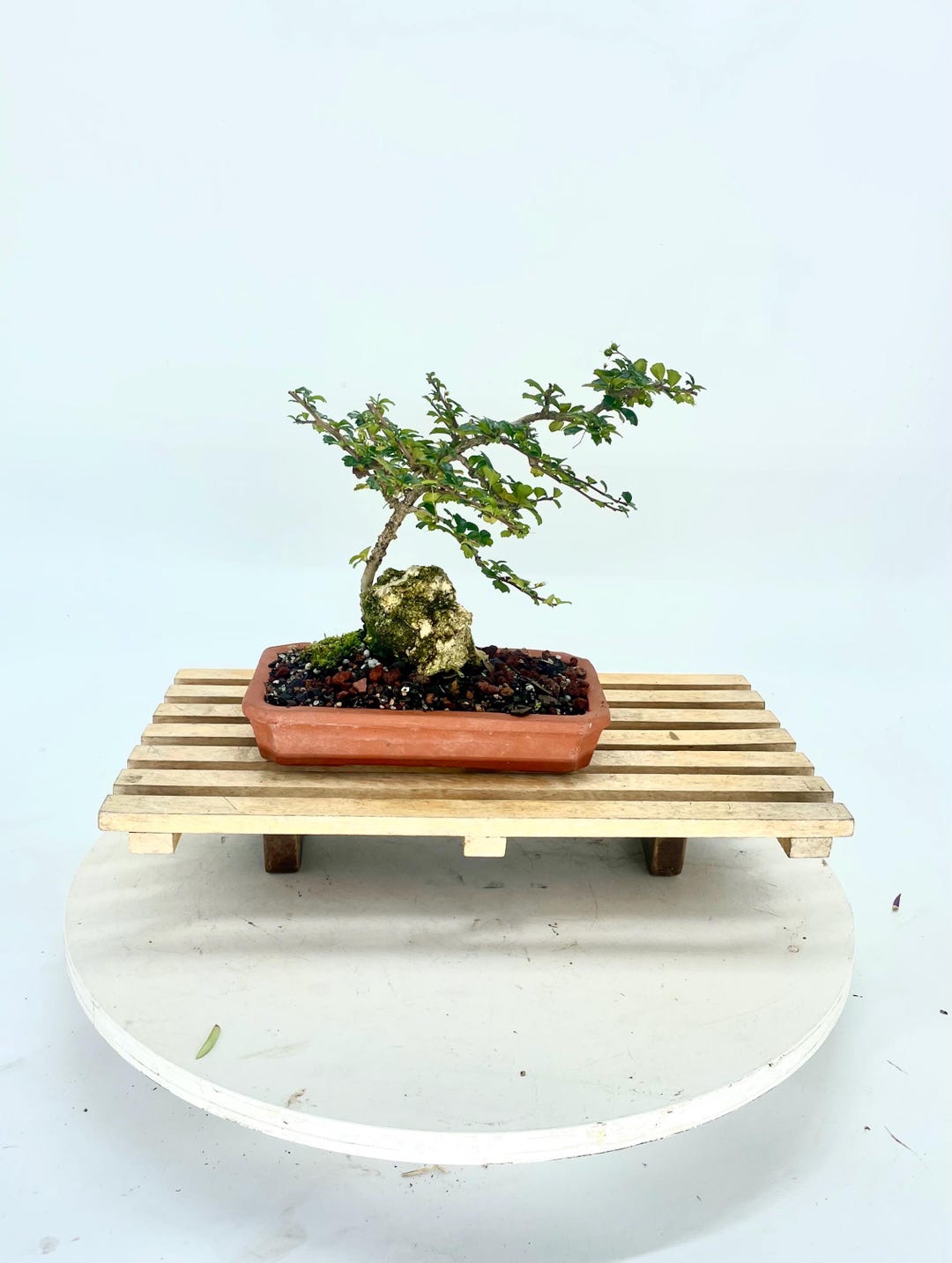 Rare Dwarf Fukien Tea Bonsai Tree "please Me" Collection From Cute ...
