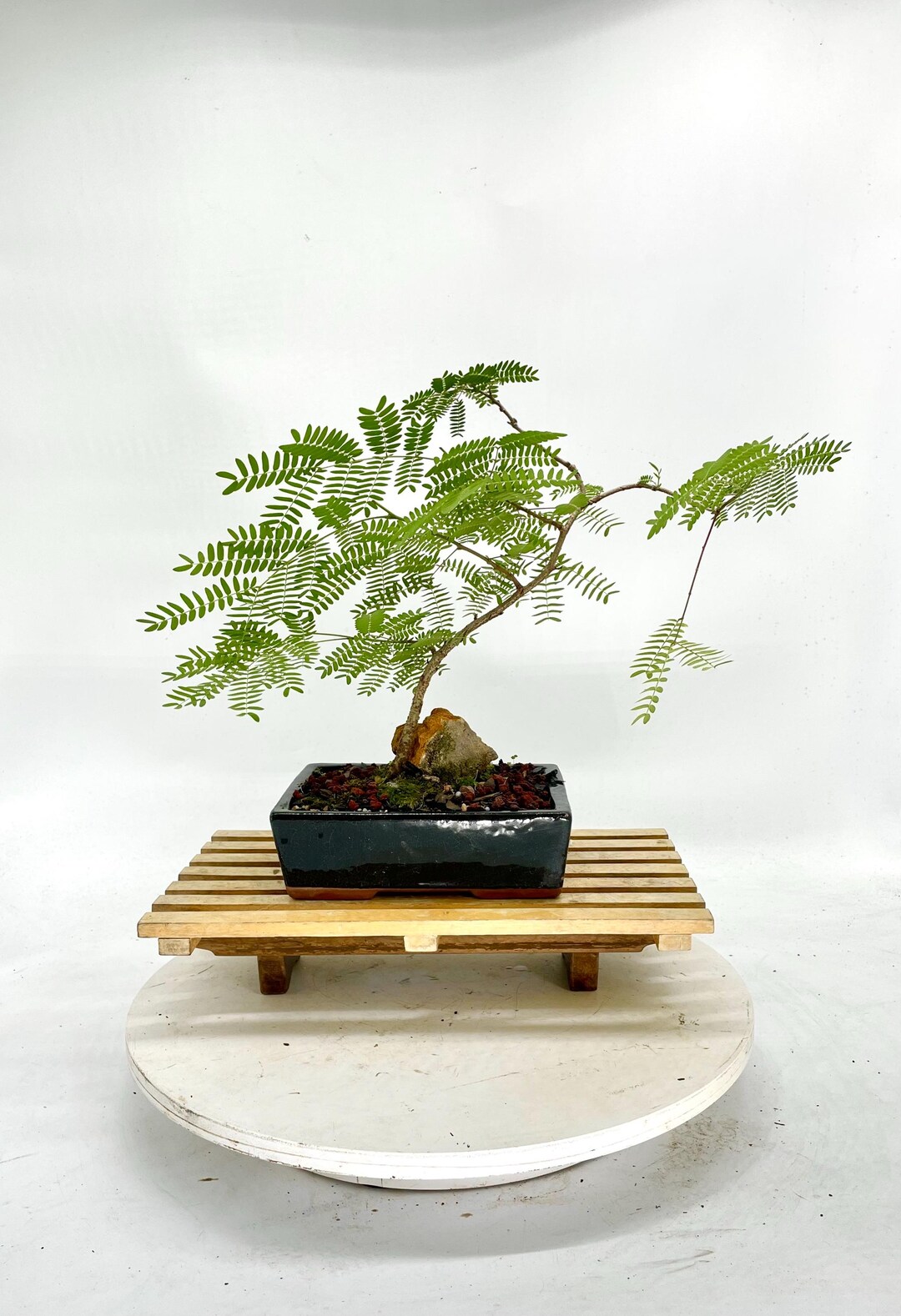 Tropical Mimosa Landscape Composition "emerging Creation" Collection ...