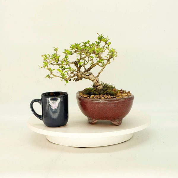 Tea Bonsai Tree - Etsy