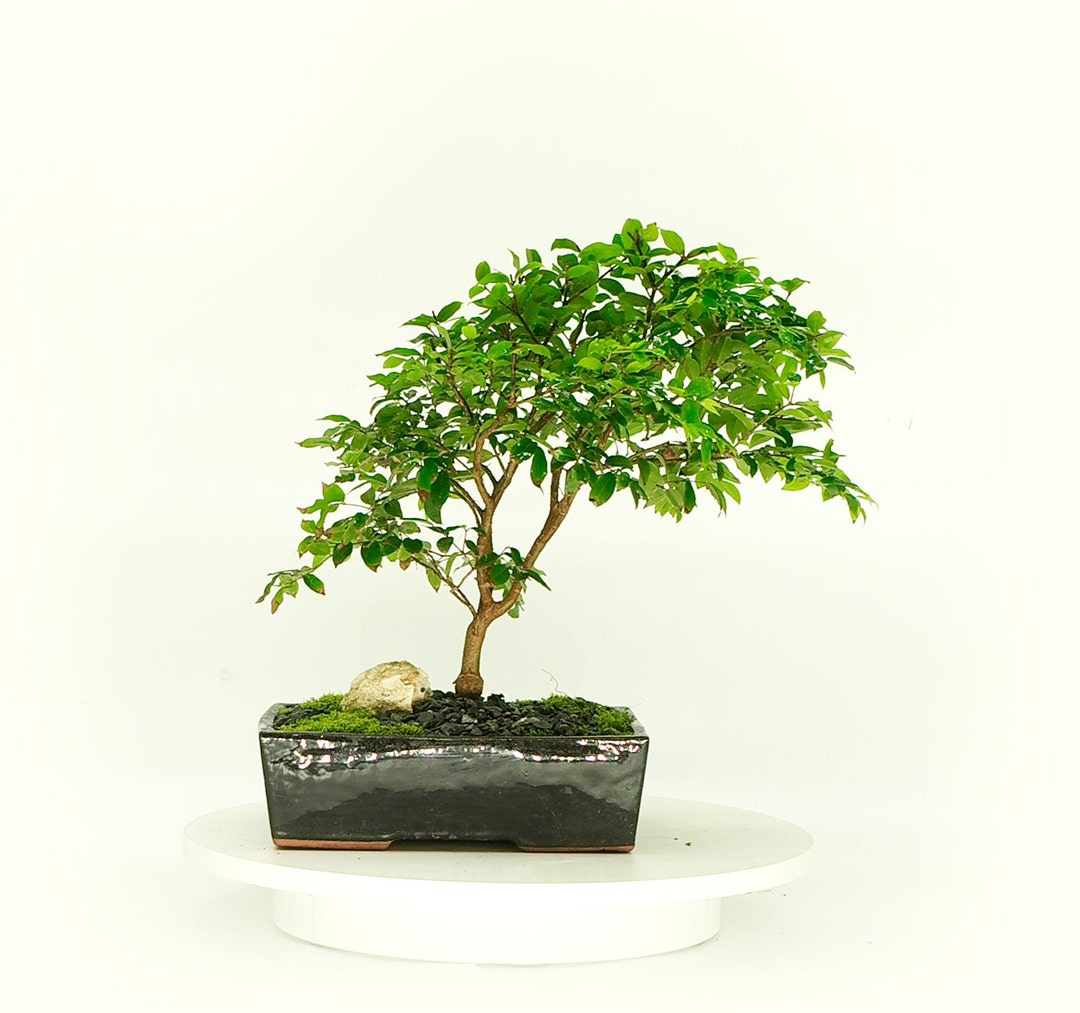 Jabaticaba Bonsai Tree proportion and Scale Collection From Cute Little ...