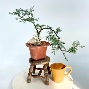 Mexican Bull Horn Acacia Bonsai Tree winter Showcase Collection From ...