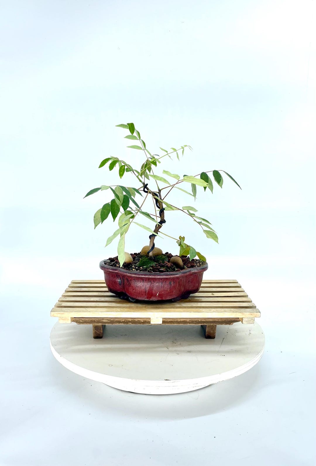 Japanese Wisteria Pre Bonsai Tree bridge to Nature Collection From Cute ...