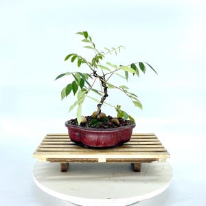 Japanese Wisteria Pre Bonsai Tree bridge to Nature Collection From Cute ...