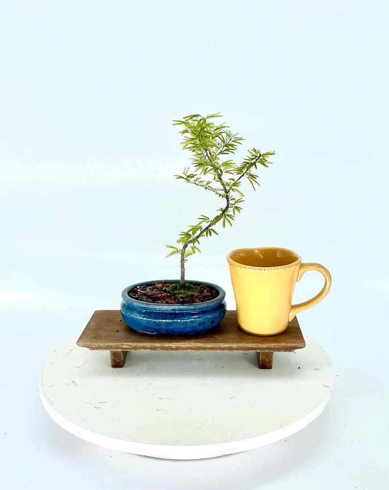 Japanese Powder Puff Bonsai Tree, Glazed Pot - "kyoto Zen" - Etsy