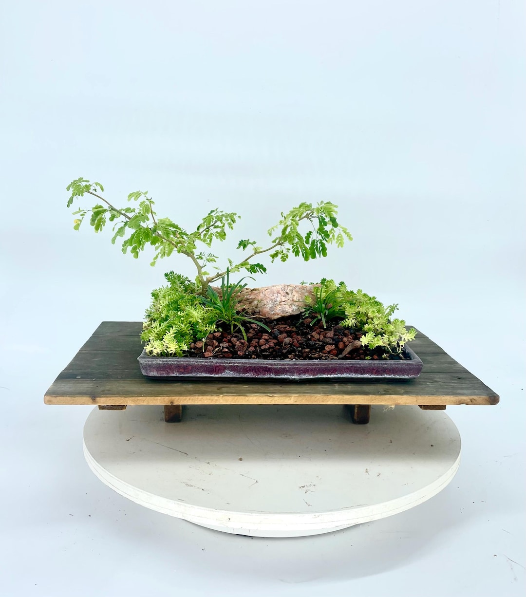 Brazilian Raintree Bonsai Tree inner Feeling Collection From Cute ...