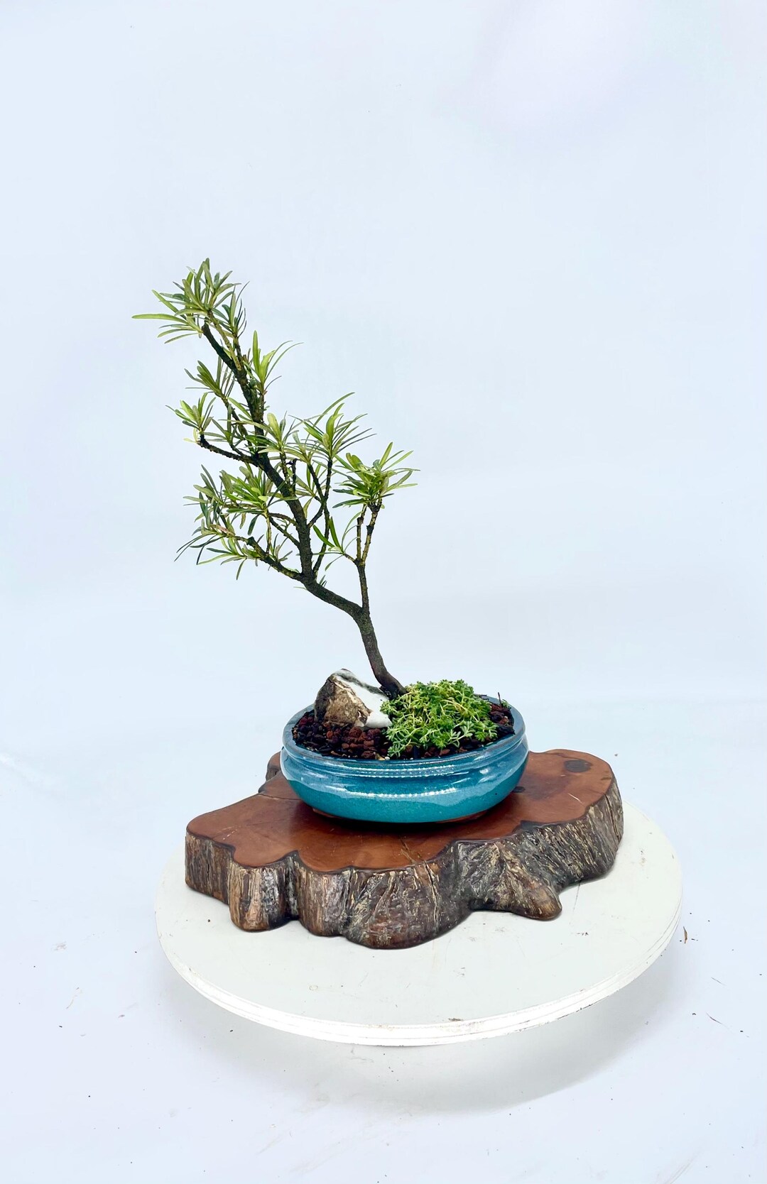 Rare Dwarf Pringles Buddha Pine Bonsai Tree "exotics" Collection From ...