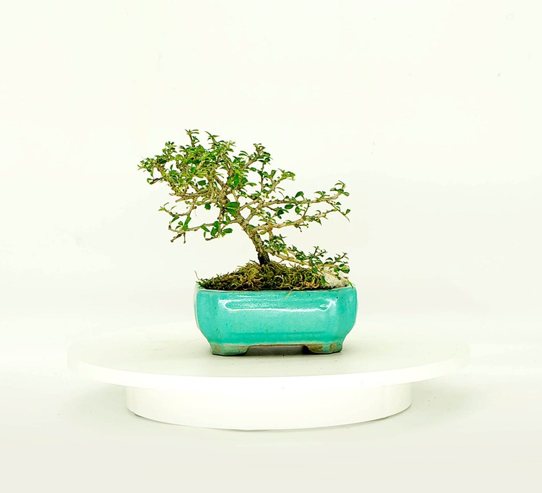 Rare Dwarf Fukien Tea Bonsai Tree compact Collection From Cute Little ...