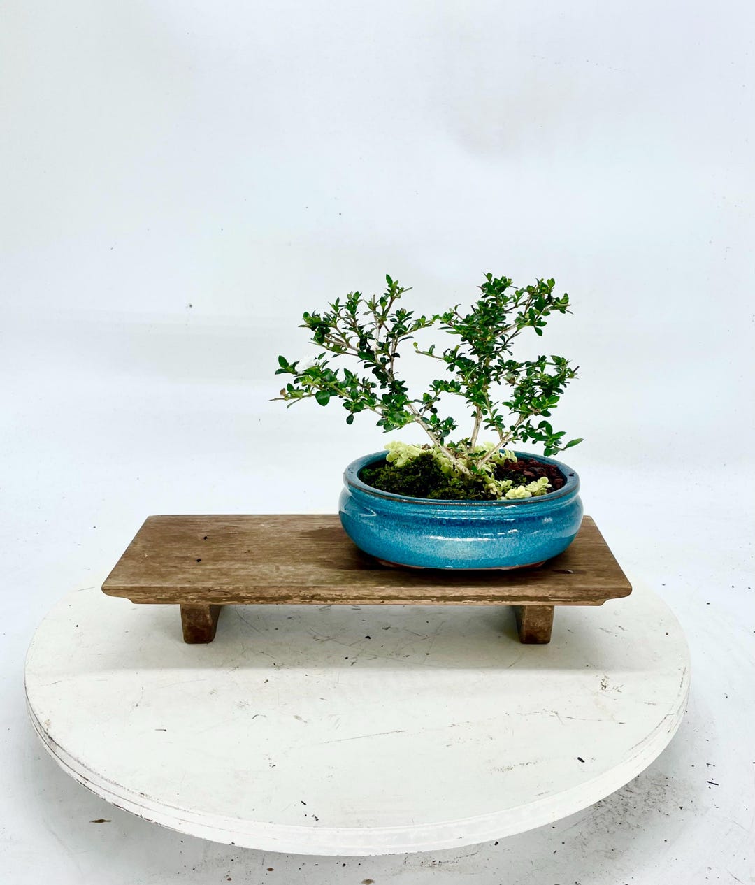 Serissa Snow Rose Bonsai Tree "a Thoughtful Gift" Collection From ...