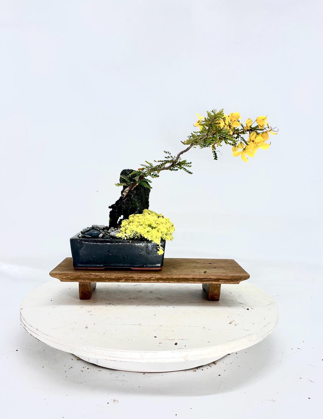 Desert Cassia Bonsai Tree "inner Feeling" Collection From Cute Little ...