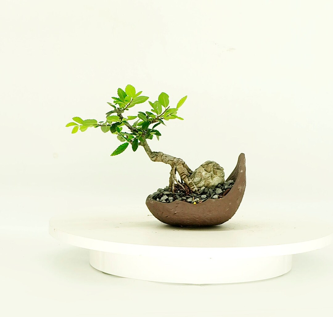 Dwarf Chinese Elm Shohin Scale Bonsai Tree neglected Child Collection ...