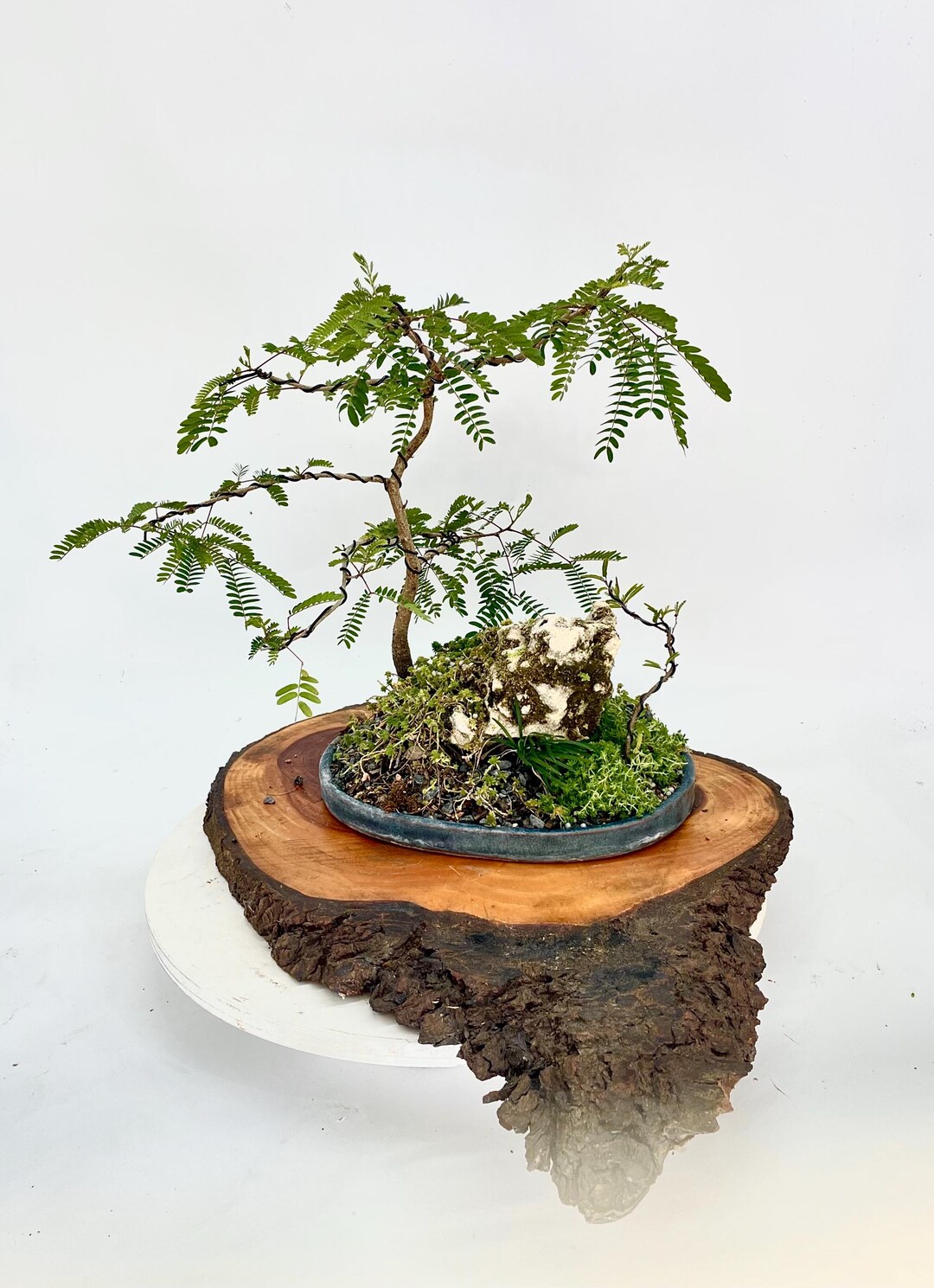 Tropical Mimosa Landscape Composition "emerging Creation" Collection ...