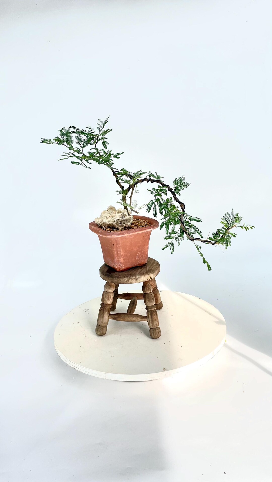 Mexican Bull Horn Acacia Bonsai Tree winter Showcase Collection From ...