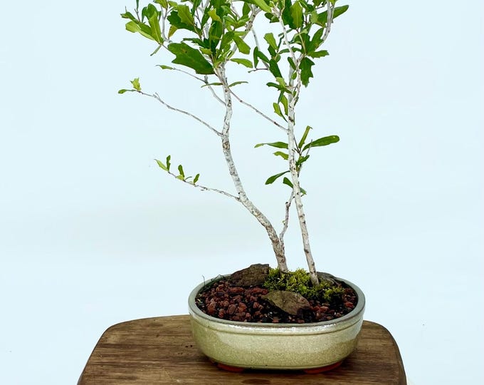 Live Oak Bonsai Tree bridge to Nature Collection From Cute Little ...
