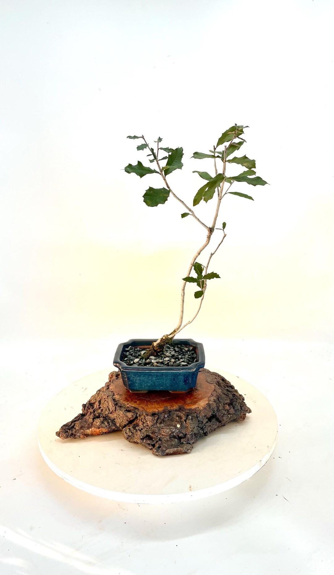 Live Oak Bonsai Tree "bridge to Nature" Collection From Cute Little ...