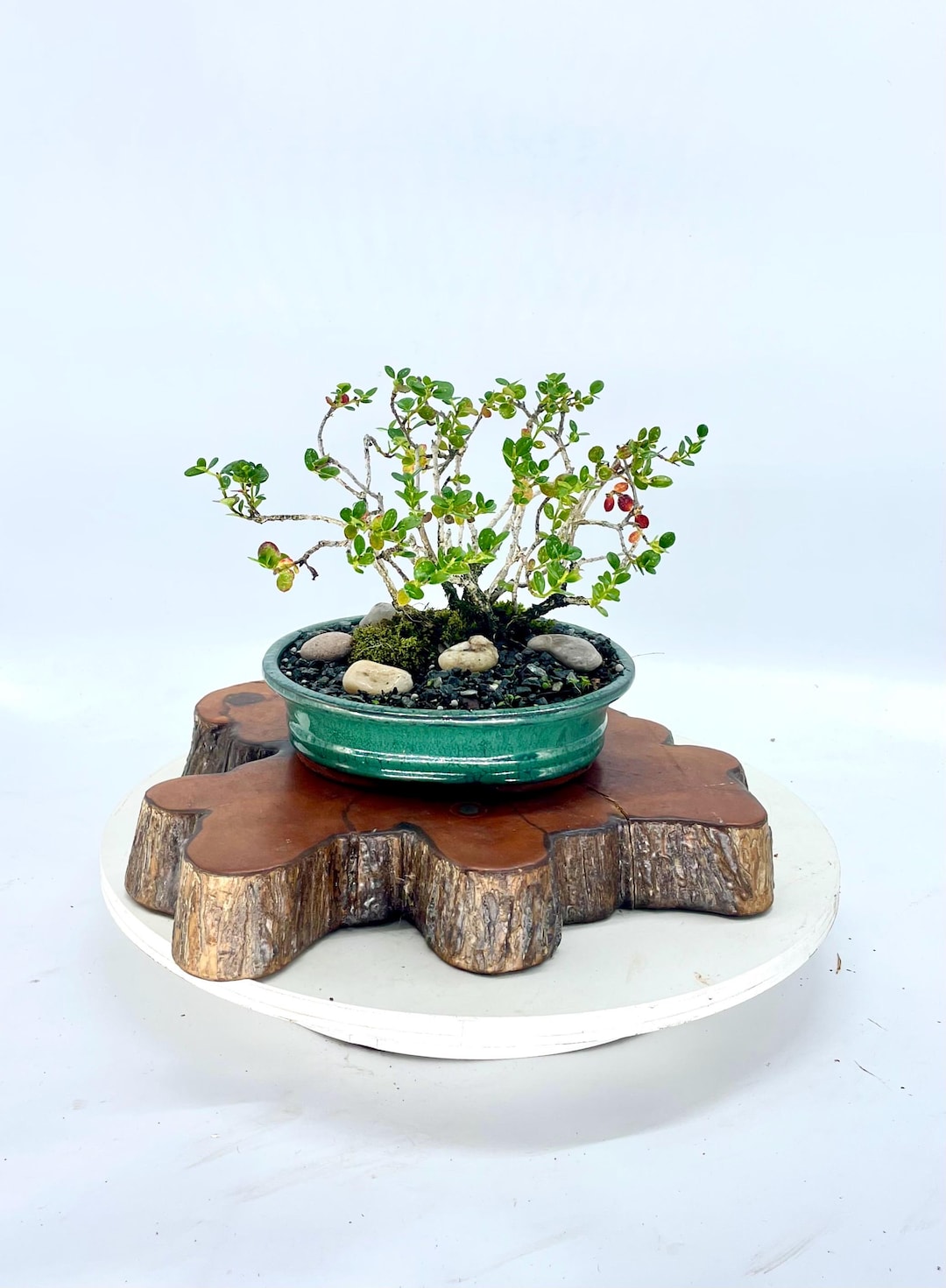 Dwarf Natal Plum Bonsai Tree: Emerald Blanket, Rare Stock - Etsy