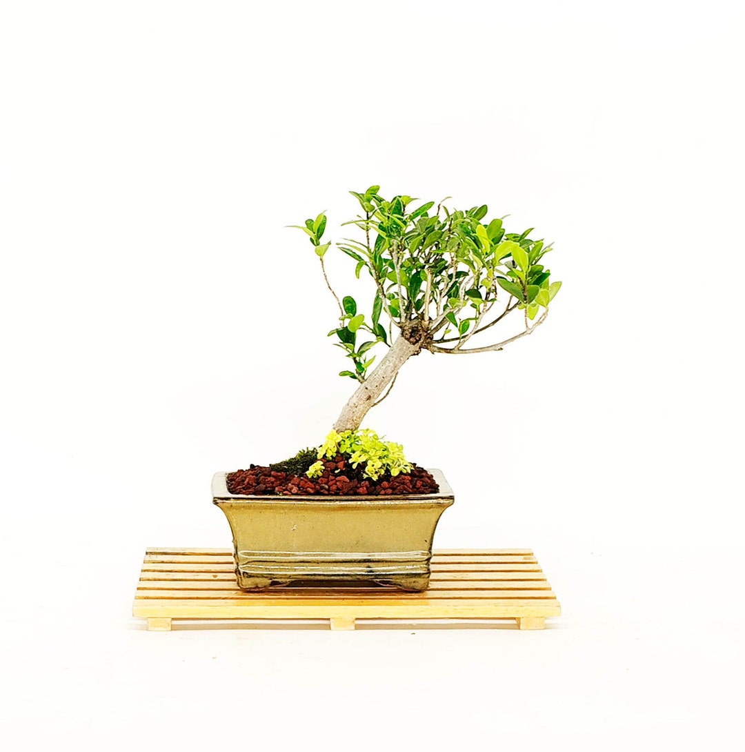 Ficus Kaneshiro rare Bonsai Tree be Selfish Collection From Cute Little ...