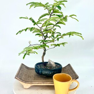 Tamarind Bonsai Tree "relative Scale" Collection From Cute Little ...