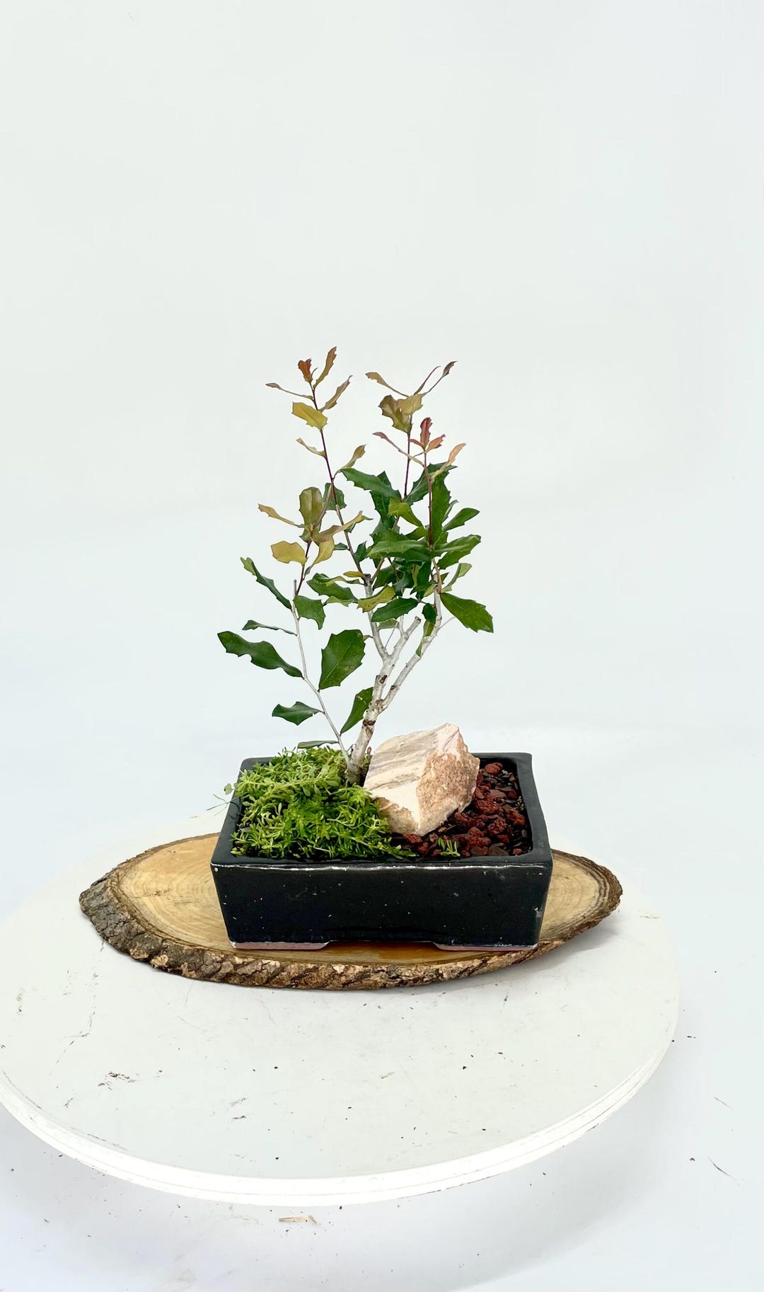 Live Oak Bonsai Tree "bridge to Nature" Collection From Cute Little ...