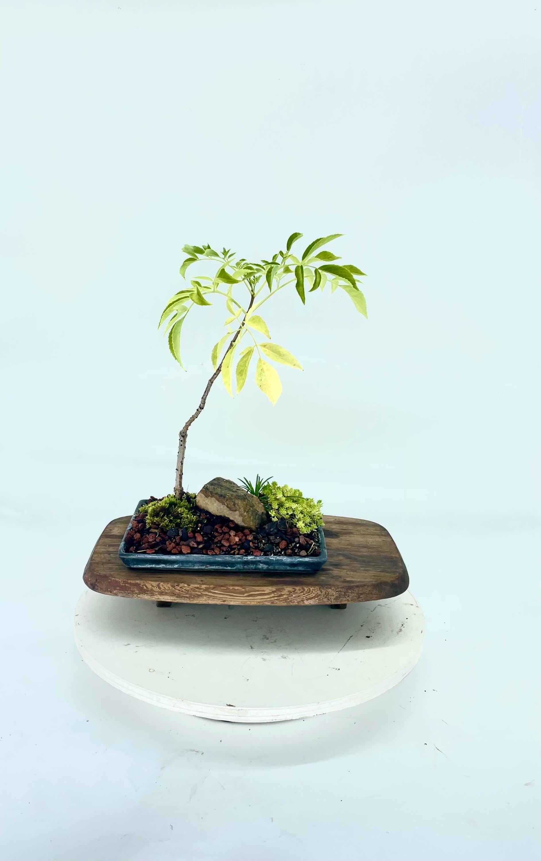 Purple Trumpet Bonsai Tree inner Feeling Collection From Cute Little ...